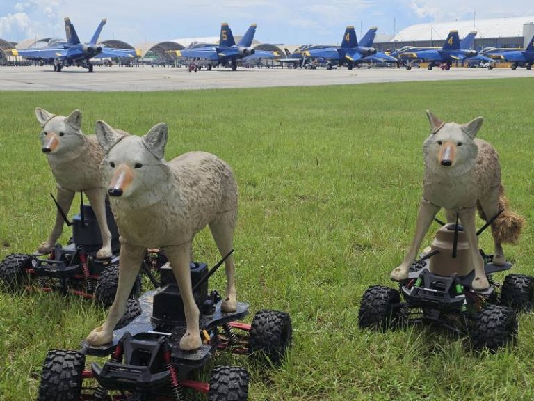 #45: Robot coyote prototype blends engineering with natural world ...